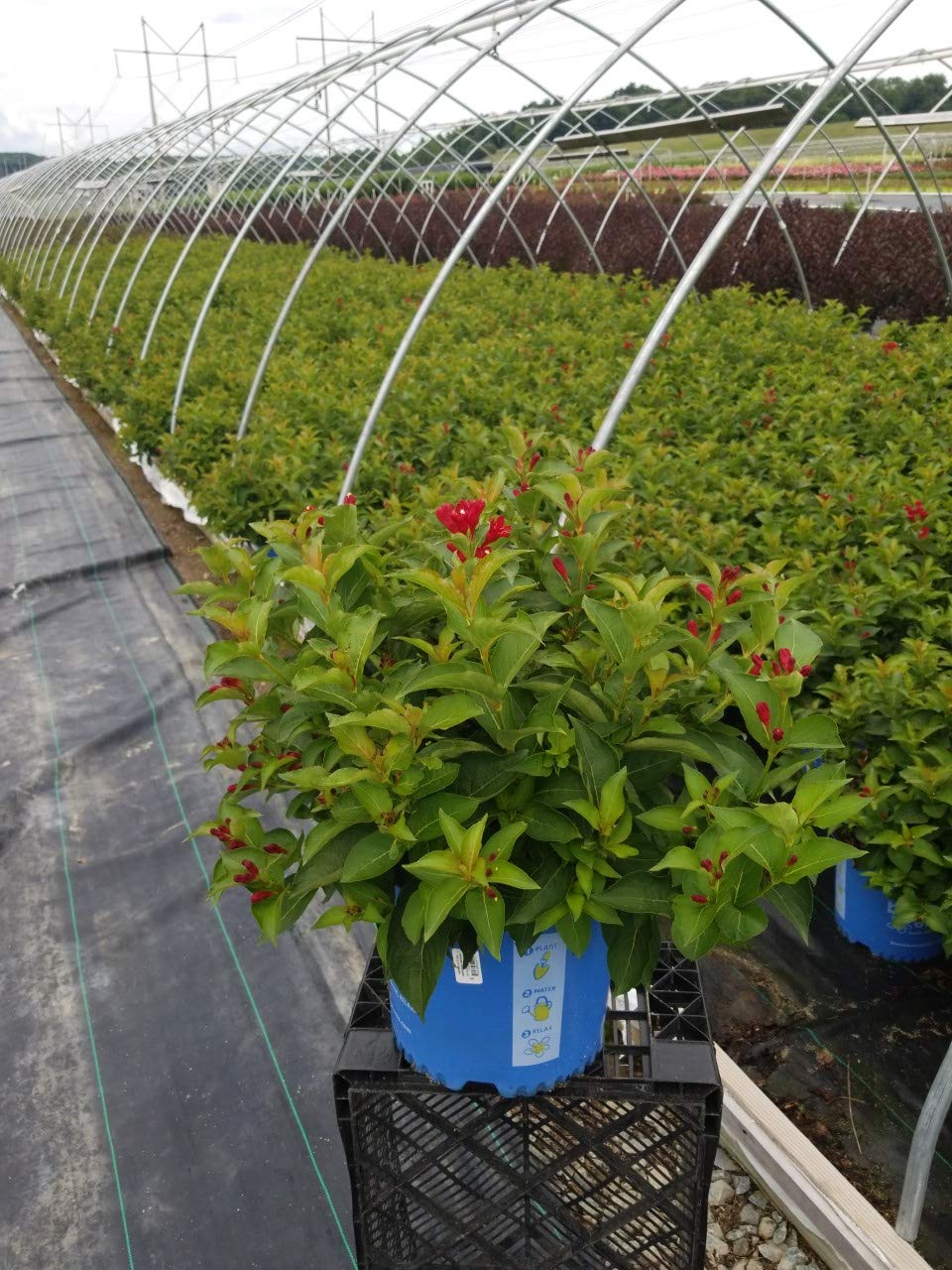 Buy Weigela x Date Night Maroon Swoon (Weigela) Shrub, deep red flowers ...