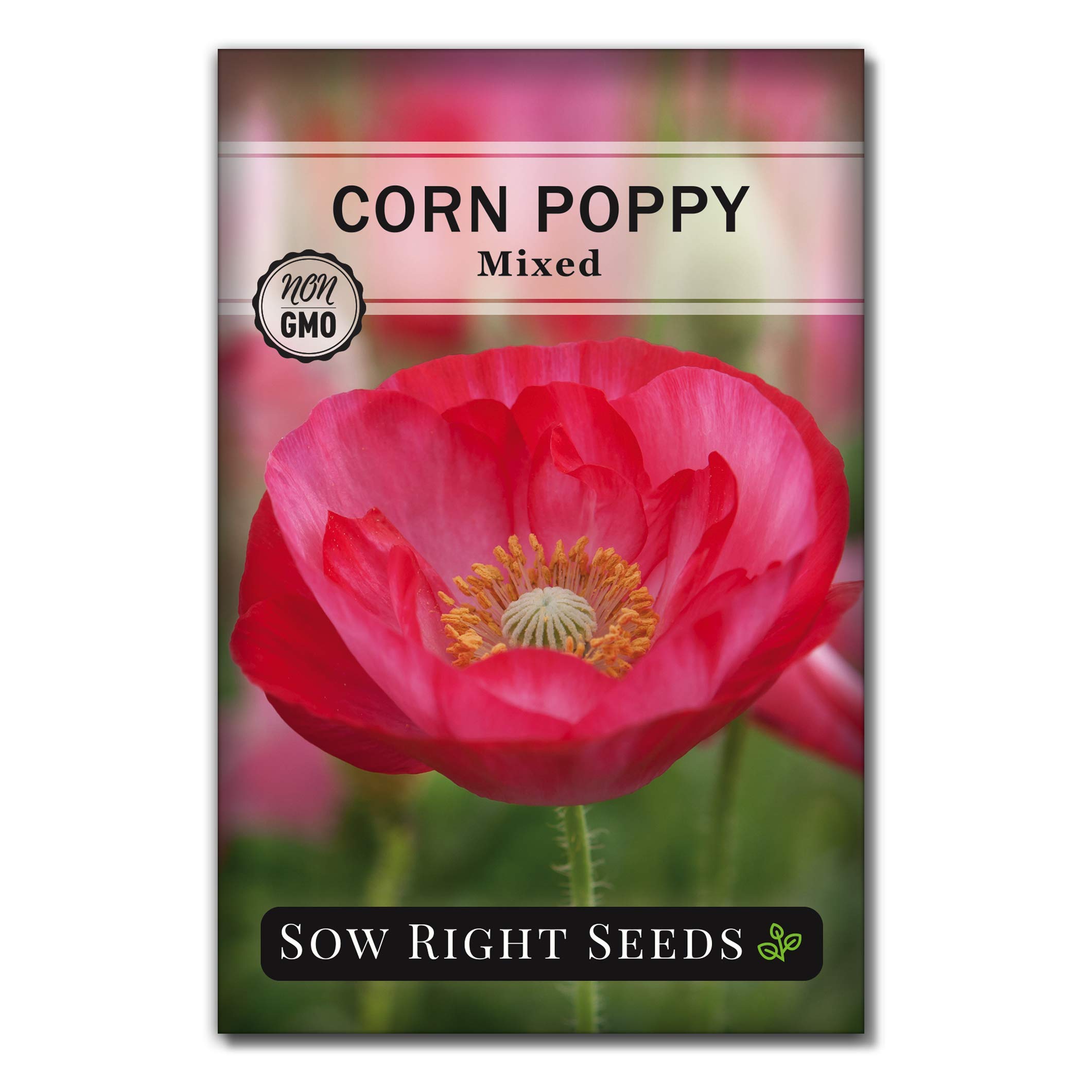 Corn Poppy Seeds 500+ Pcs California Heirloom Multi Red Color Corn