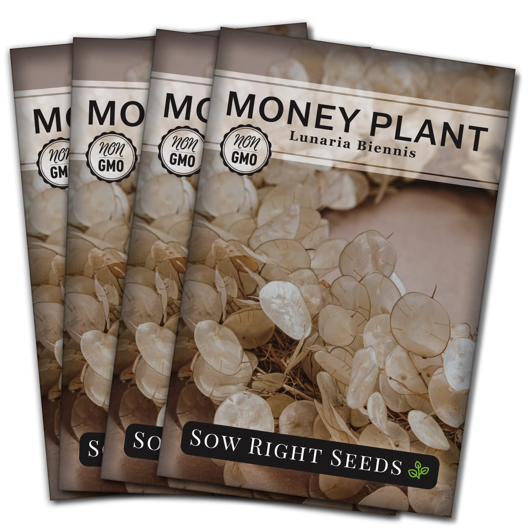 Amazon.com : Sow Right Seeds - Money Plant Seeds - Honesty or Silver ...