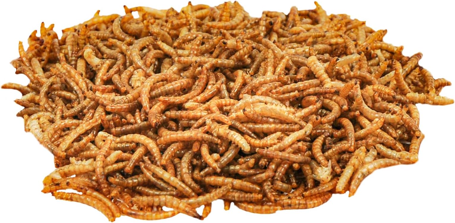 Amazon.com: petamore 2oz Dried Mealworms for Chickens Wild Birds-High ...