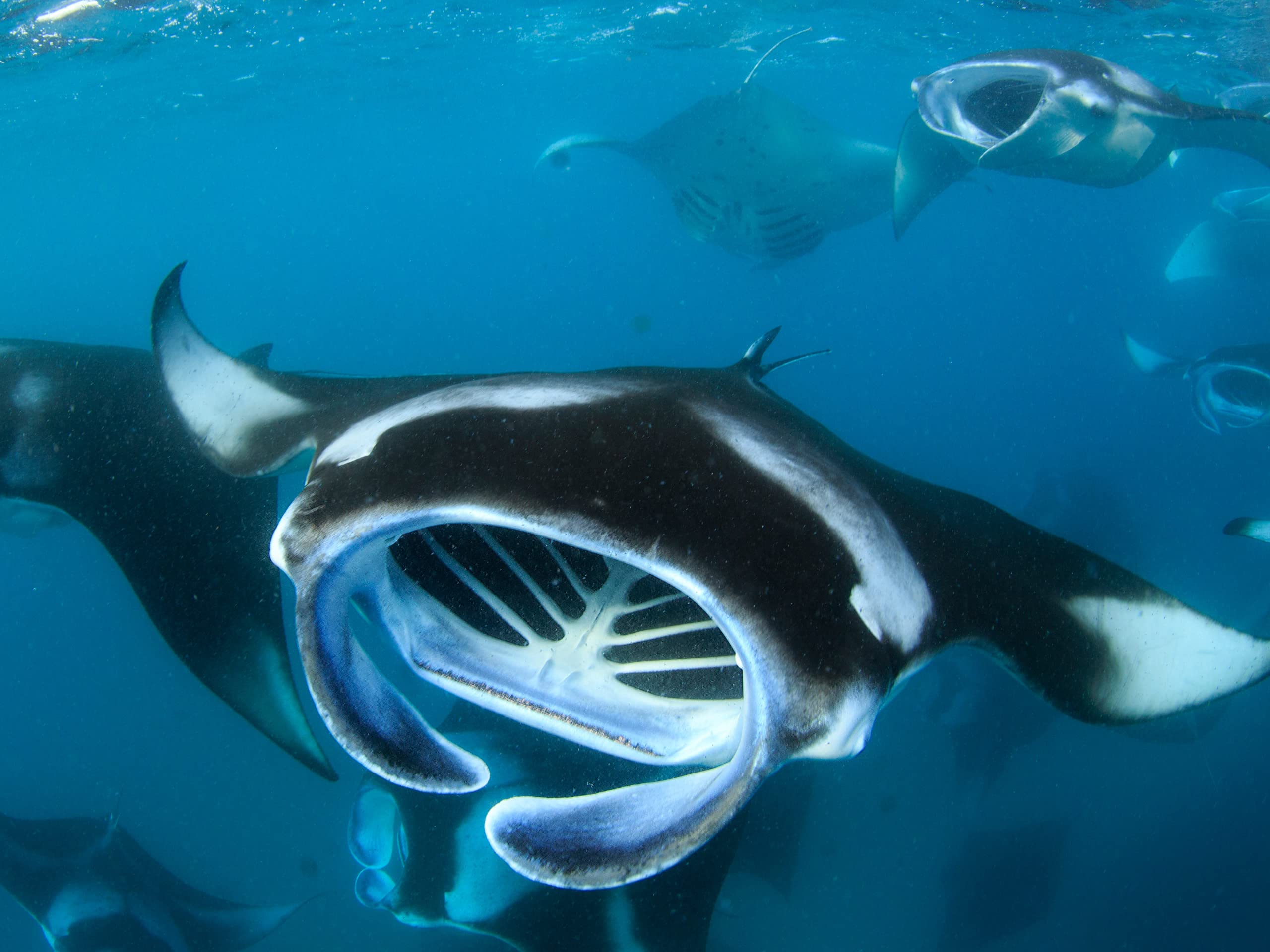 Watch Chasing Ocean Giants - Season 1 | Prime Video