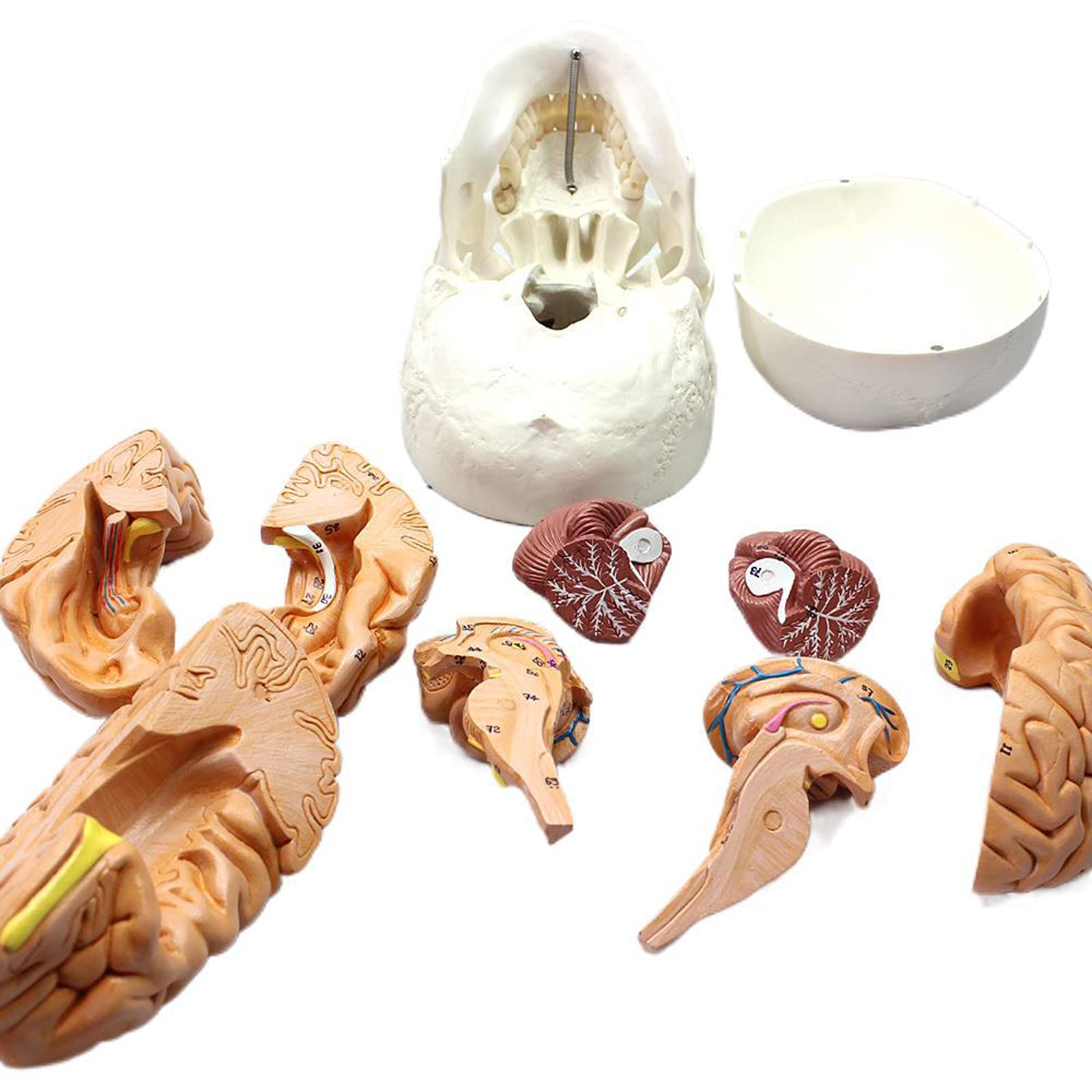 Medical Demonstration Models Learning Resources Human Brain Anatomical ...