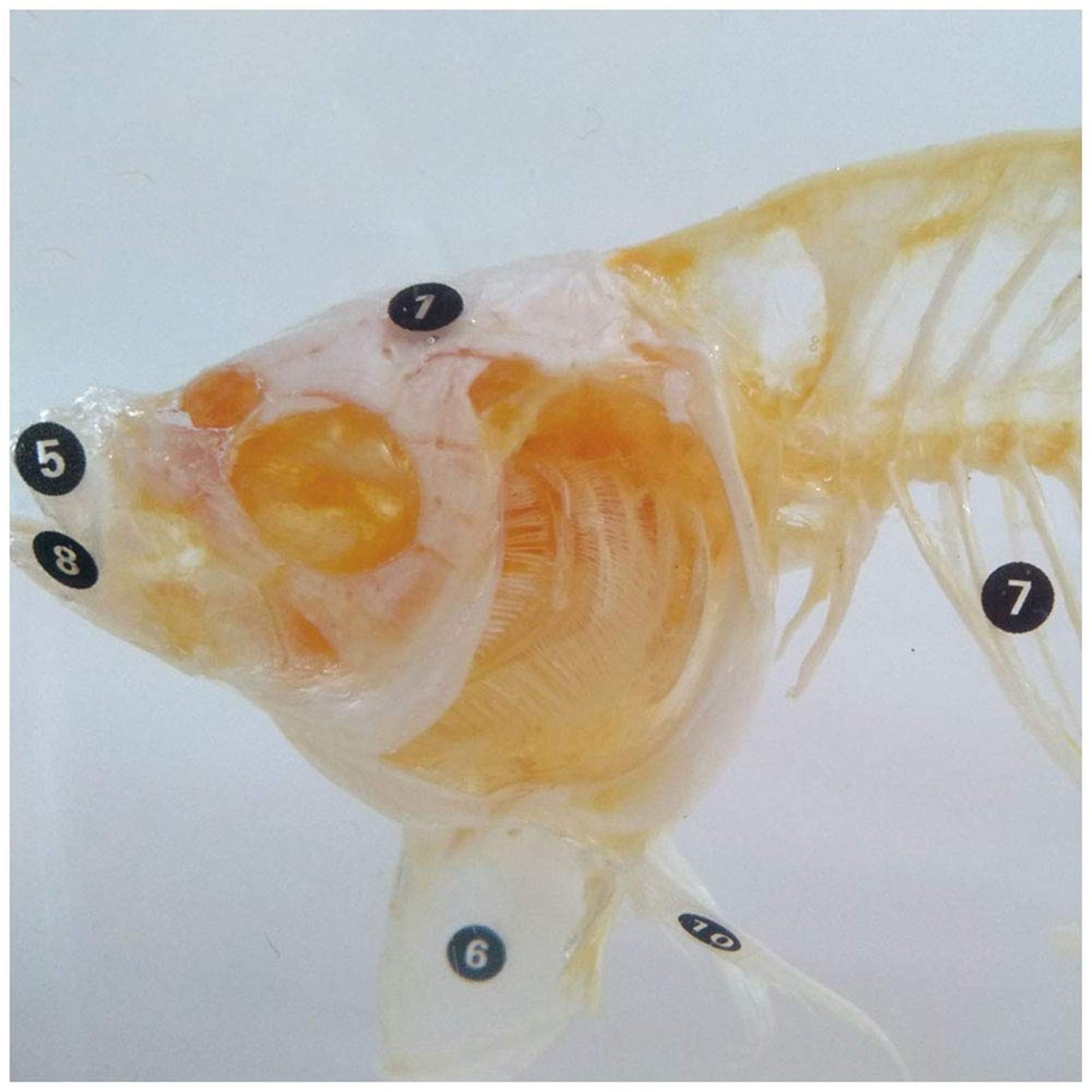 Buy ZAMAX Study Model Fish Skeleton Specimen - Animal Skeleton Model ...