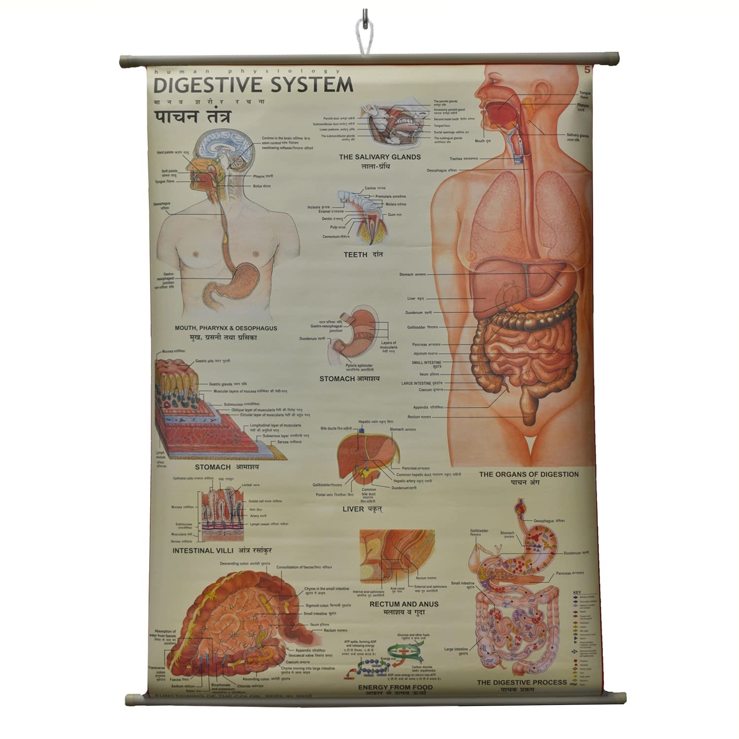 Buy Digestive System Chart Laminated Wall Chart (Size 100X75 CM ...