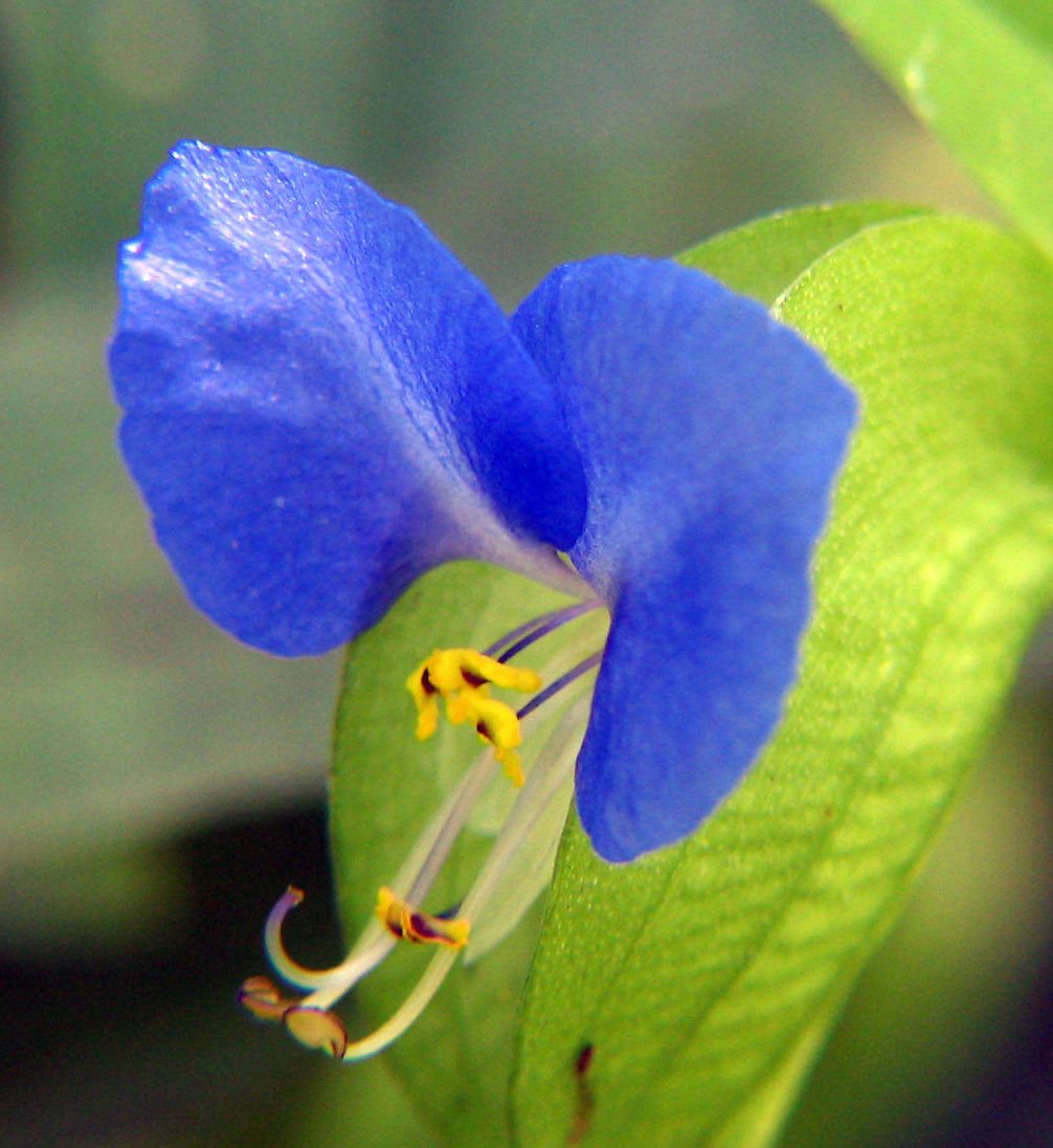 Spiderwort Day Lily Blue Flower Commelina Wandering Jew Plant 5x ...