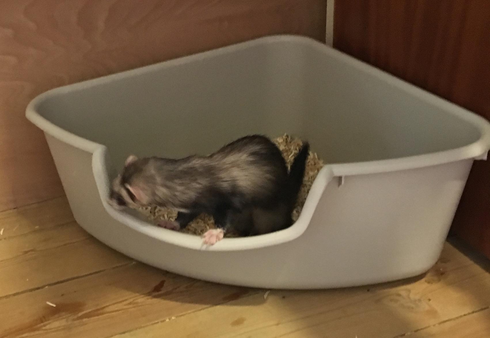 Smart Cat Corner Litter Box : Amazon.co.uk: Pet Supplies