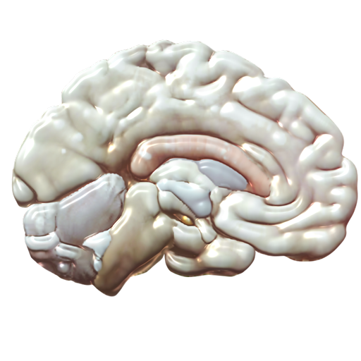 Interactive Neuro Anatomy 3d - App on Amazon Appstore