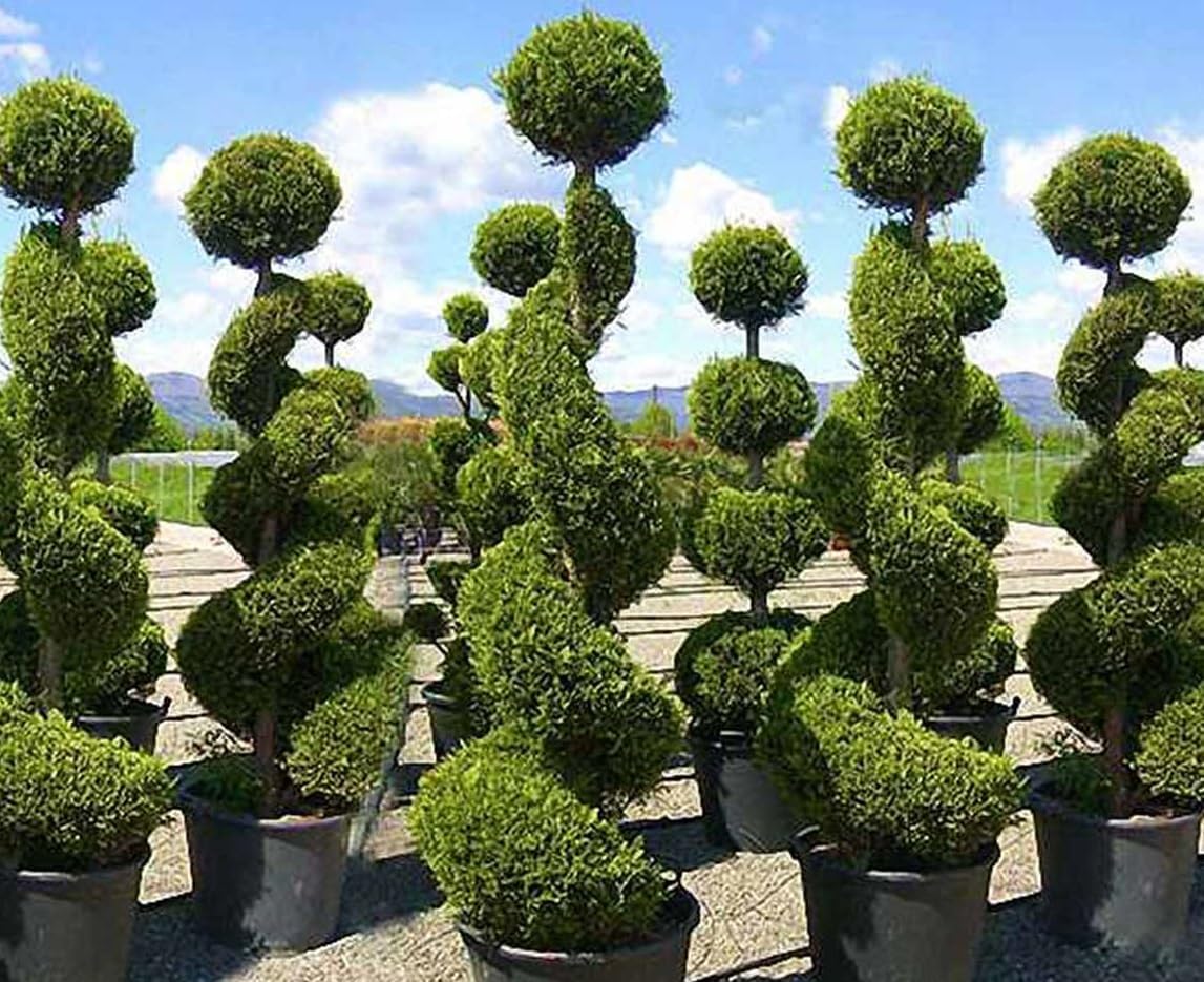 Amazon.com : Italian Cypress Seeds for Planting | 50 Seeds | Exotic ...