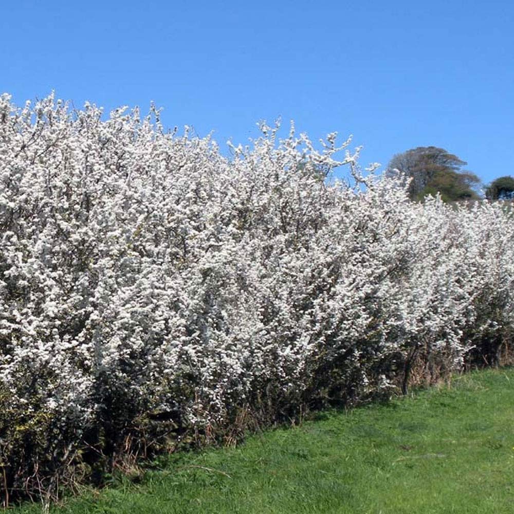 Prunus Spinosa Hedge
