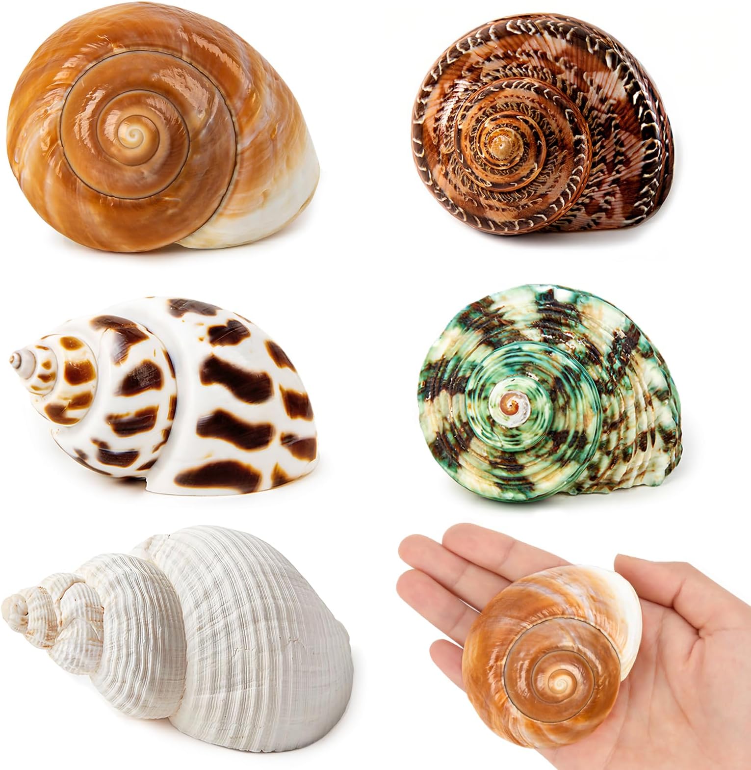 Amazon.com : 30 Select Assorted Turbo Hermit Crab Shells Lot 1"-2" Size ...