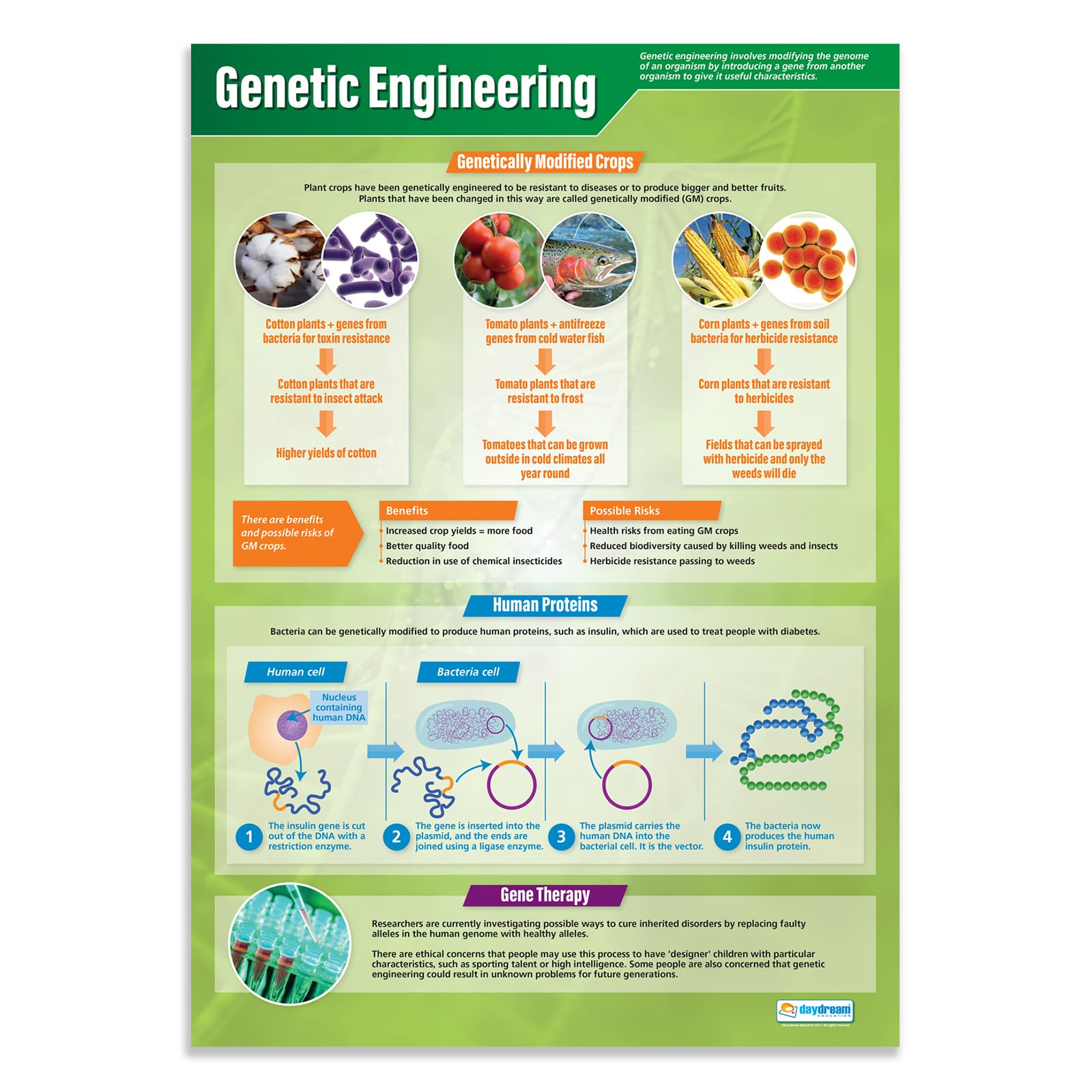 Amazon.com : Daydream Education Genetic Engineering | Science Posters ...