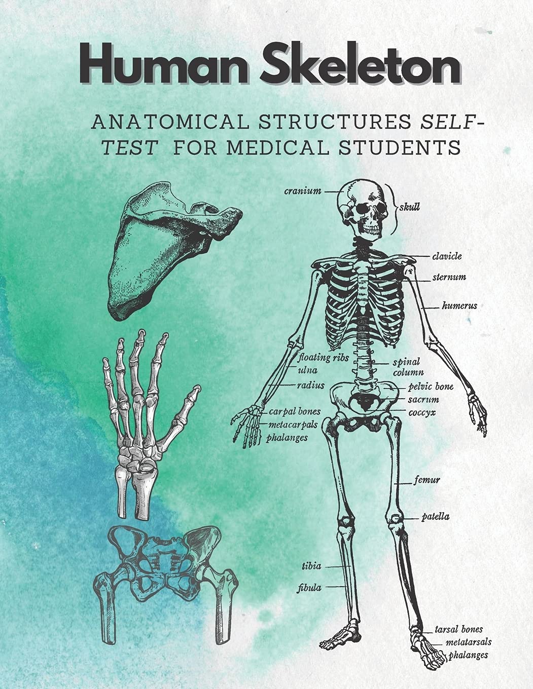 Buy Human Skeleton, Anatomical structures self-test for medical ...