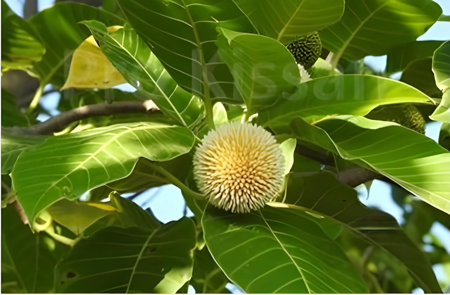 Pro Kissan Plants Kadam Tree, Kadamb - Plant Garden Live Plant Nursery ...