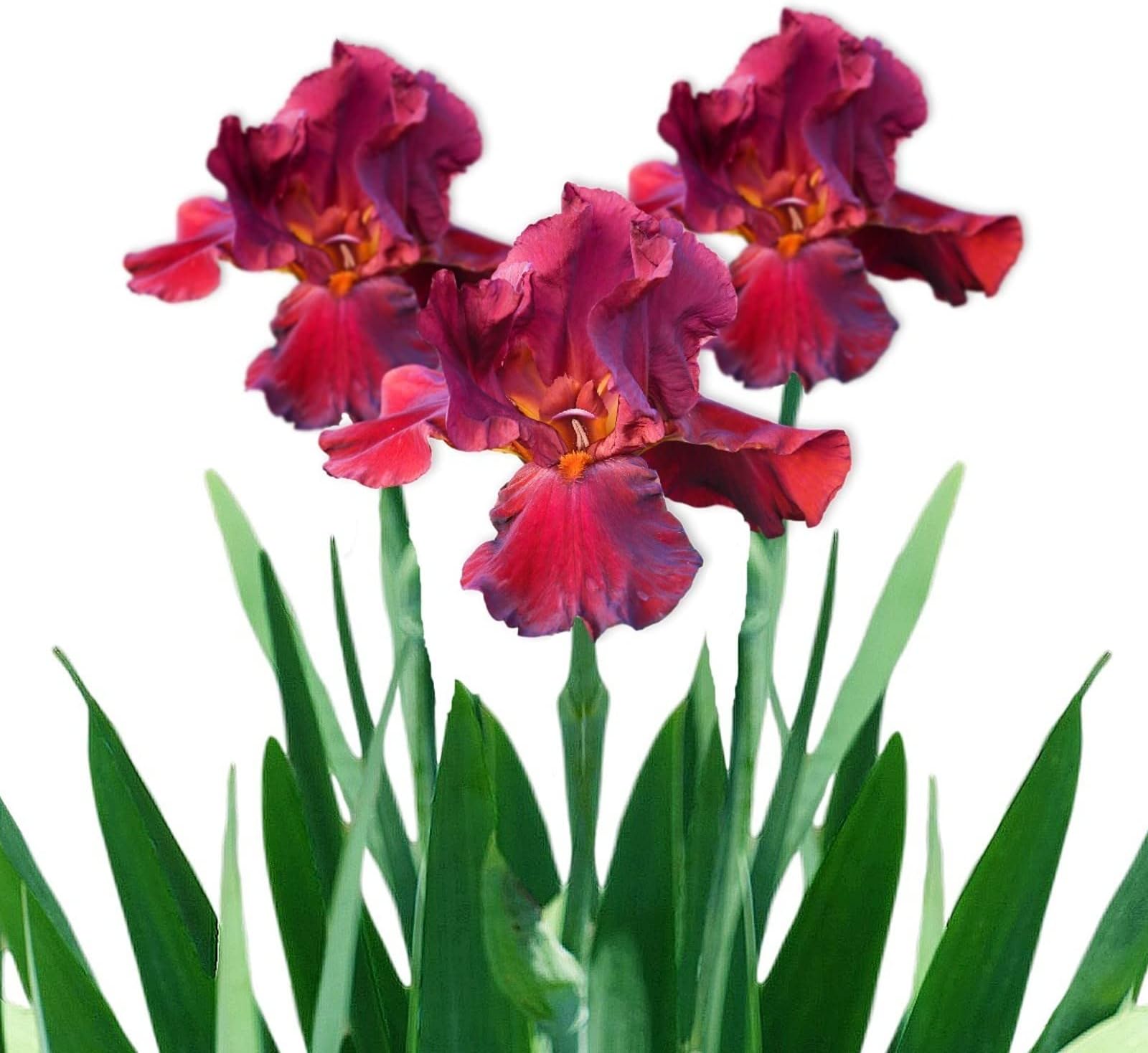 Amazon.com : Code Red, Colorful Bearded REBLOOMING IRIS (1) Rhizome ...