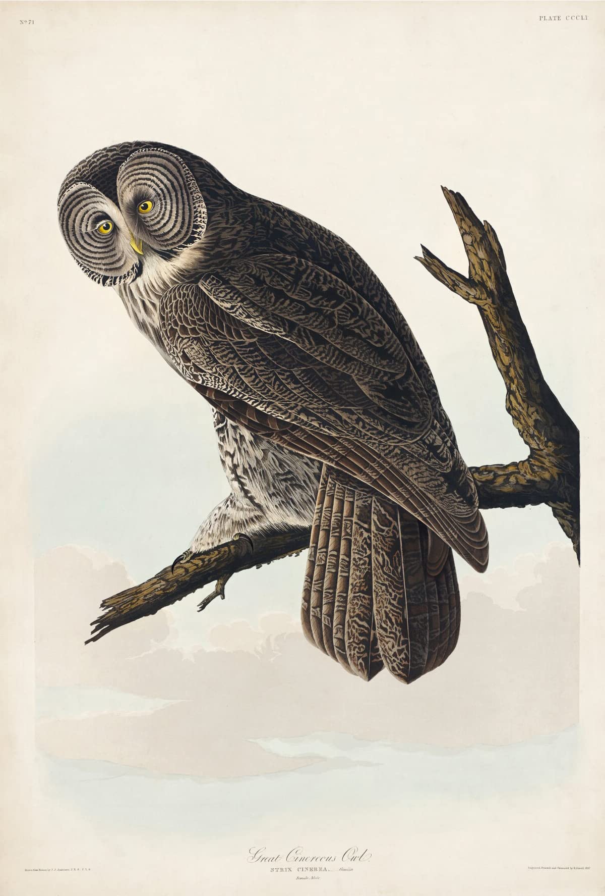 Awesome Owl Drawings