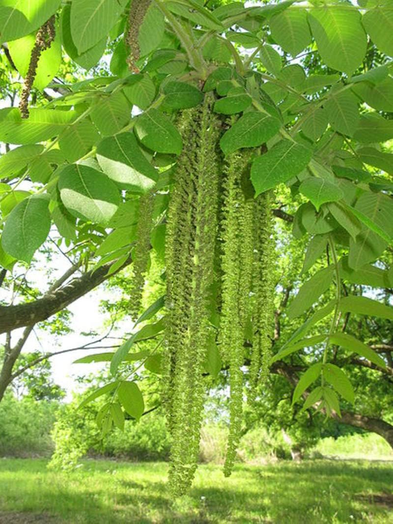 Amazon.com : 4 Heartnut Tree Seeds for Planting - Juglans ailantifolia ...