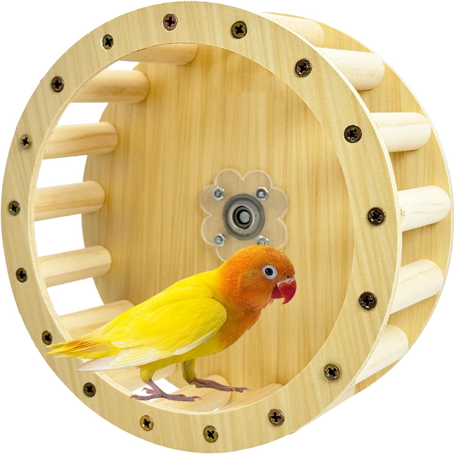 Amazon.com : PINVNBY Wooden Bird Exercise Wheel Parrot Running Wheel ...