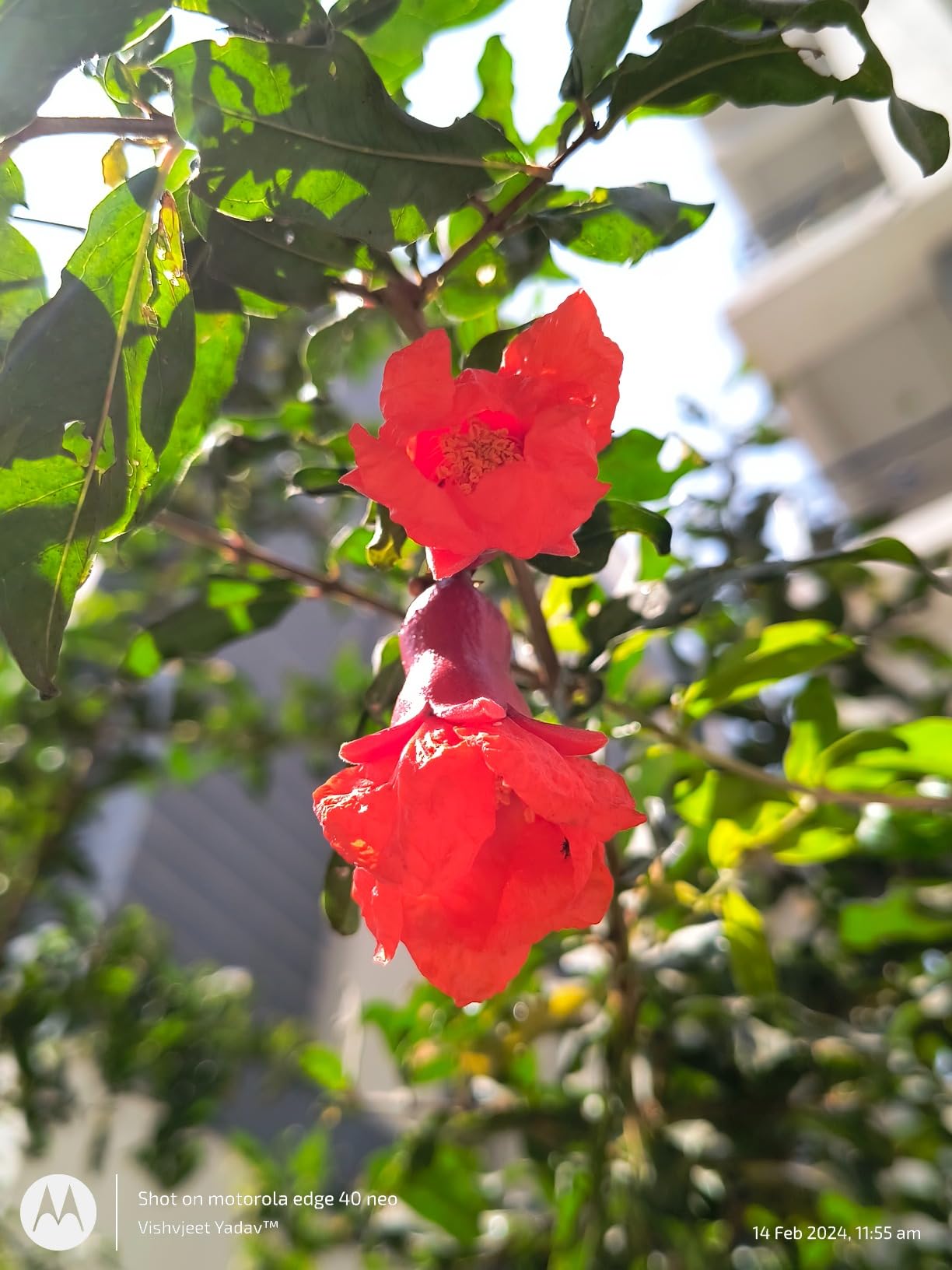 Motorola Edge 40 Neo (Soothing Sea, 128 GB) (8 GB RAM) : Amazon.in ...