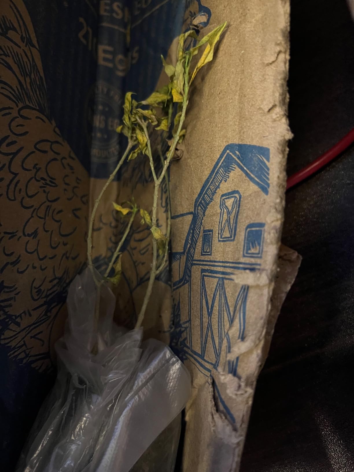 Cloud Farm Live Chinese Tagar Mini Chandni Crape Jasmine Flower Live ...