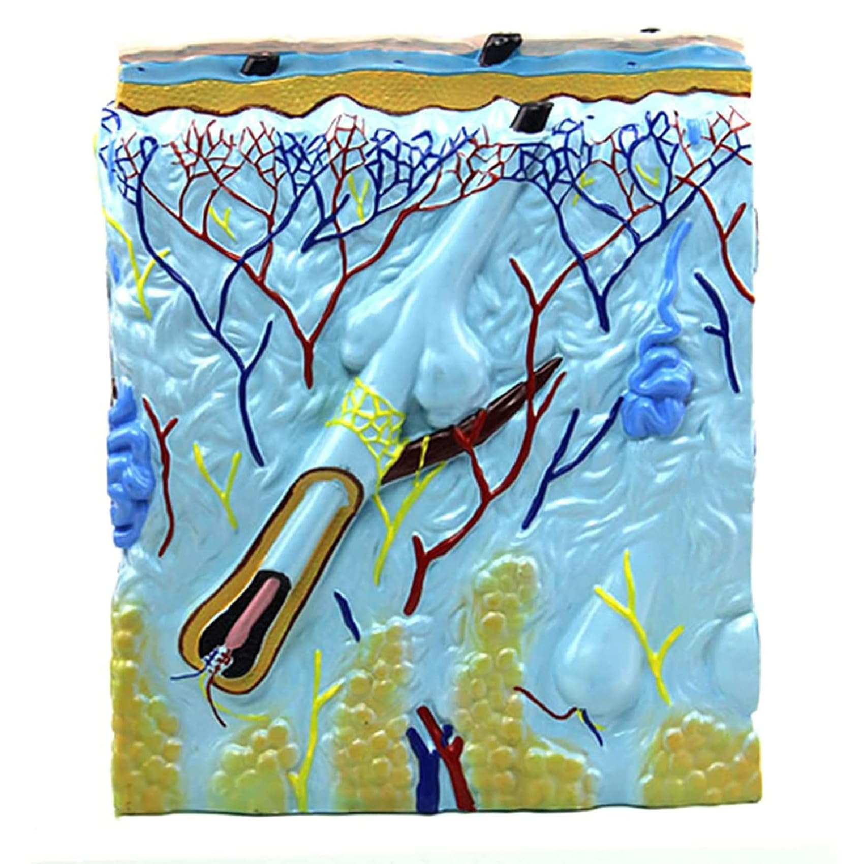 ADORZ Human Skin Anatomical Model, 105 Times Magnified Cross-sectional ...