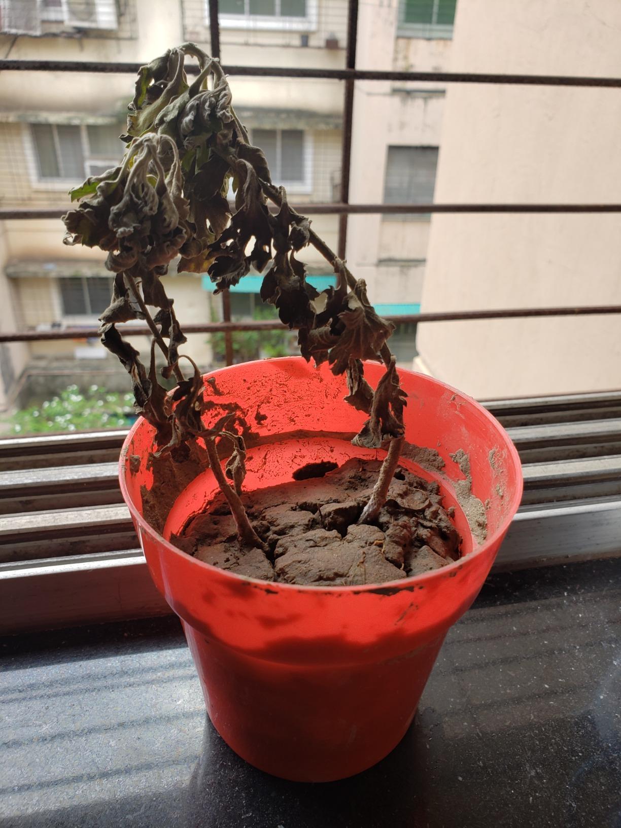 Modern Plants Live Guldavari/Chrysanthemum Red Flower Ornamental Plant ...