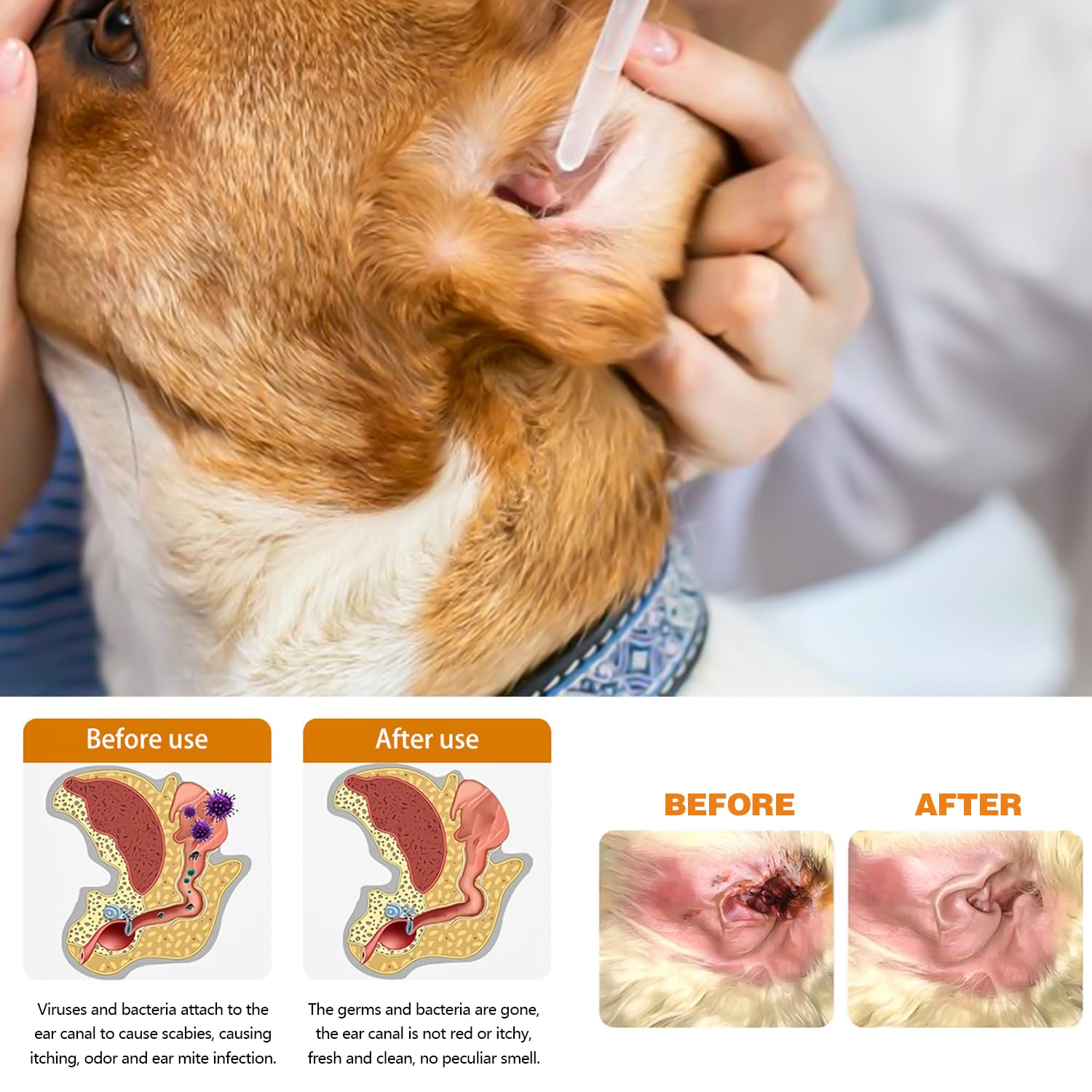 Los ácaros Del Oído En Perros Son Contagiosos Para Otros Perros