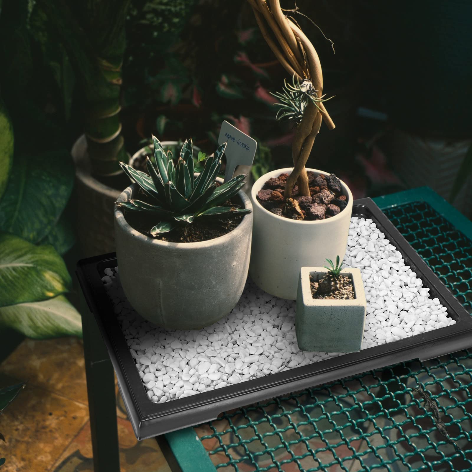 Snapklik.com : 6 Pieces Bonsai Humidity Tray, Dark Brown, 9.9 X 7 Inch ...