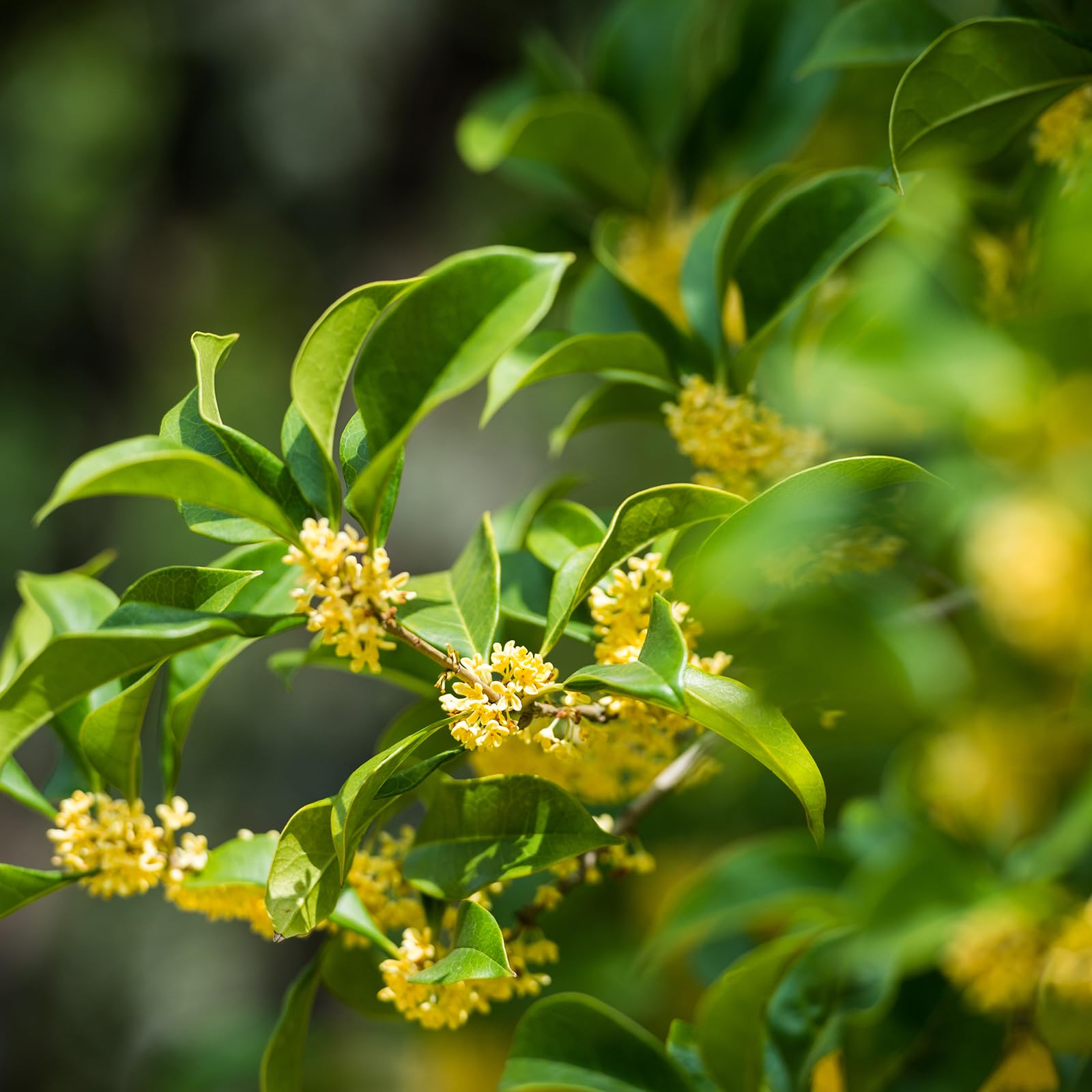 Snapklik.com : CoolCrafts Dried Osmanthus Fragrans Natural Osmanthus ...