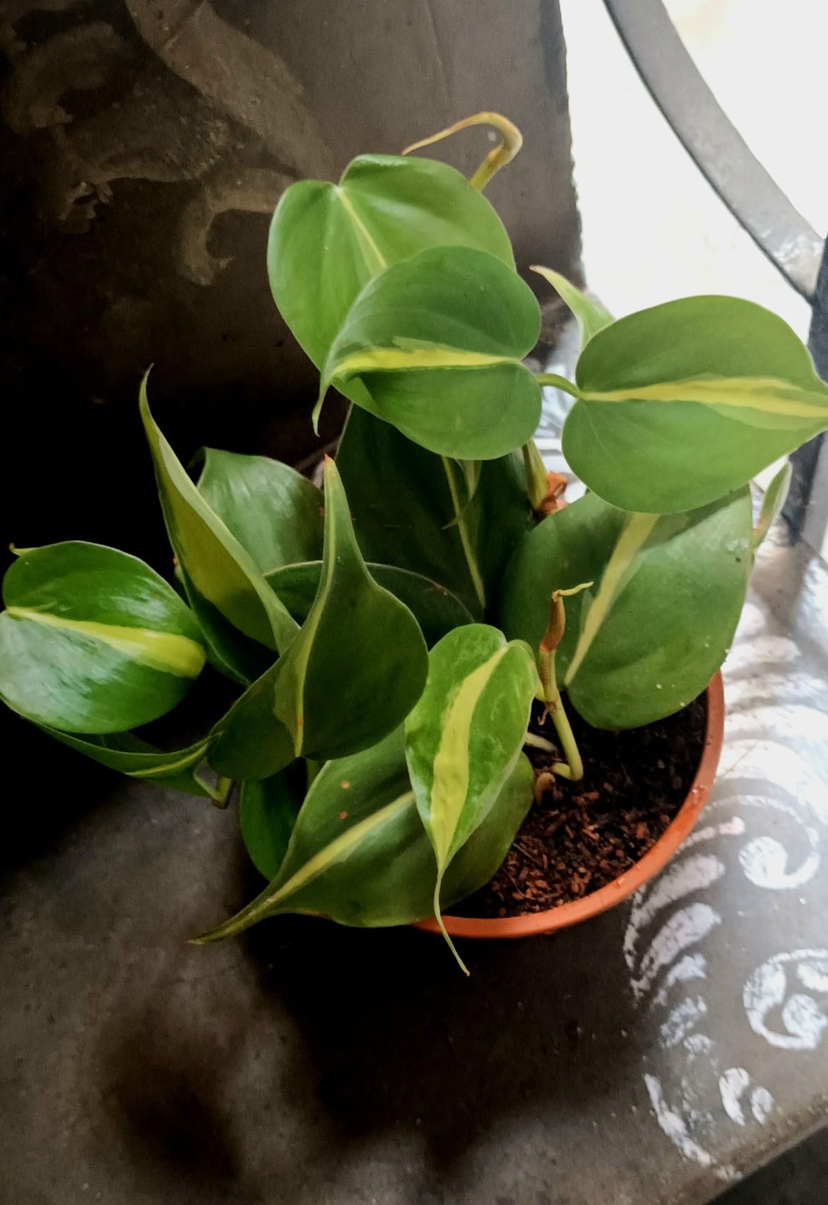 Plante Boys Philodendron Brasil Oxycardium Variegated Live Plant with ...