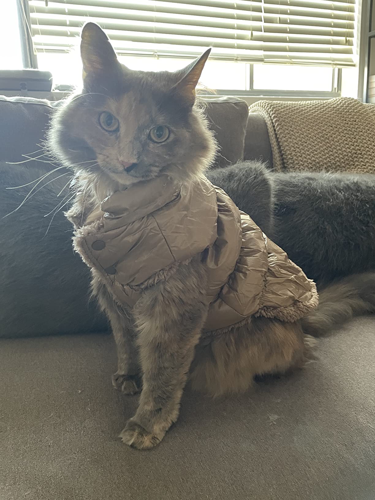 Amazon.com : LEMON PET Dog Cat Coat Jacket Waterproof Windproof Outdoor ...