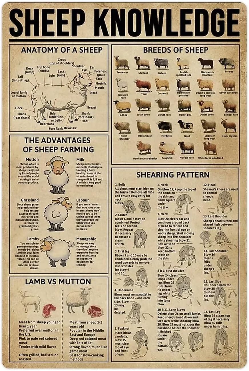 Amazon.com : Sheep Knowledge Metal Tin Signs Sheep Infographics Retro ...