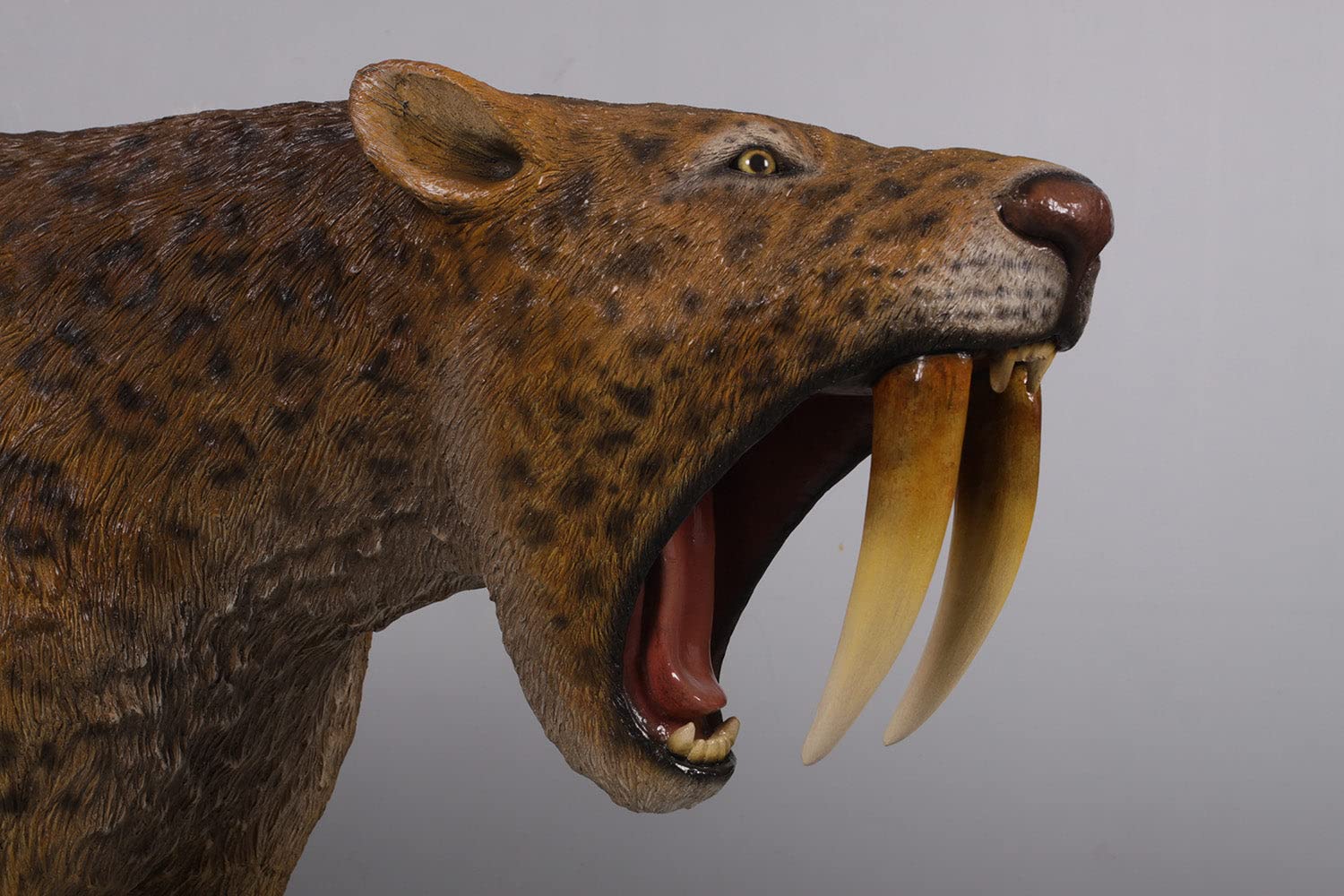 Saber Tooth Tiger Teeth