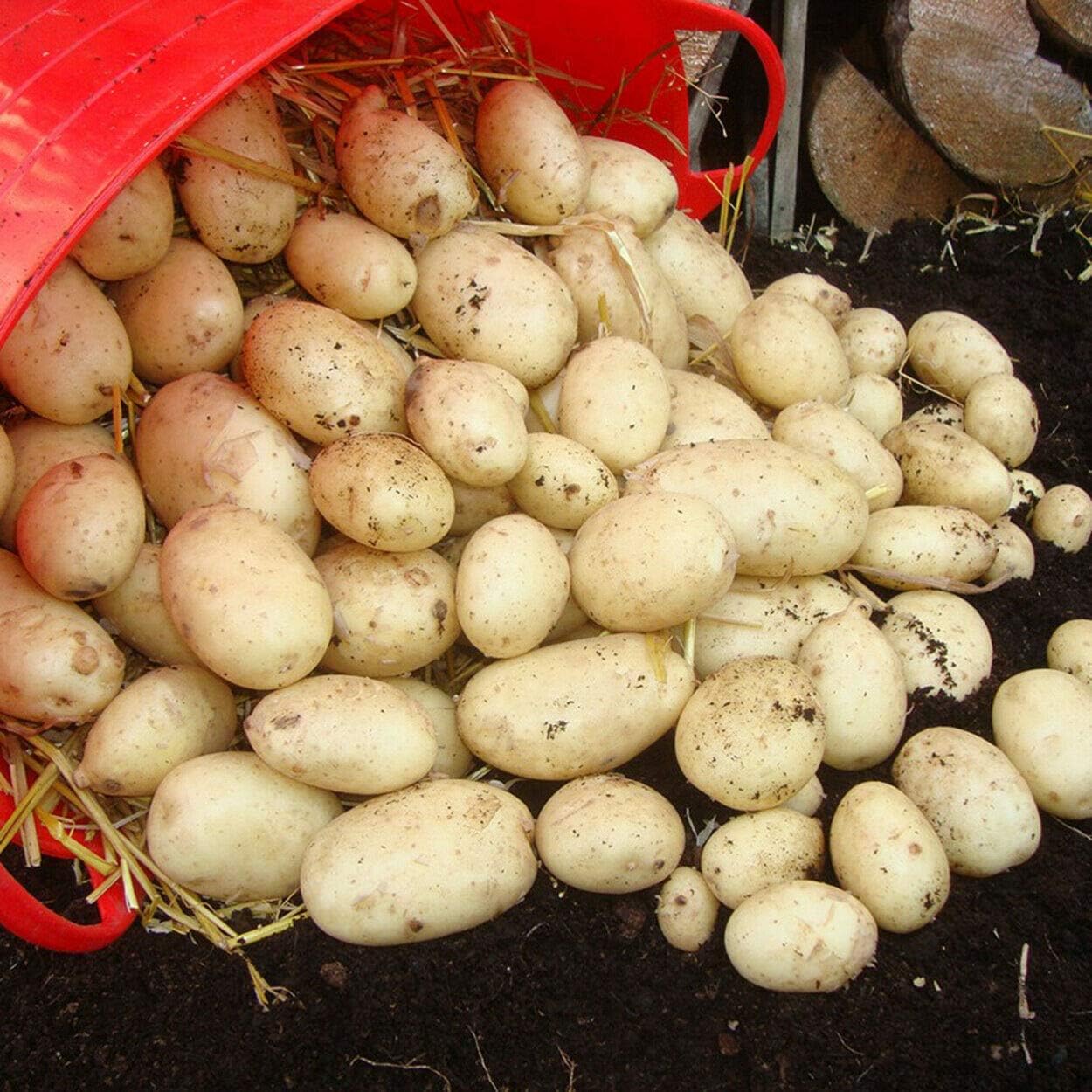 Maris Piper X20 Seed Potatoes.Main Crop. RHS Garden Merit Award,All ...