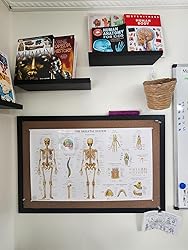 Amazon.com: 12 Human Anatomy Posters, Medical Posters, Circulatory ...