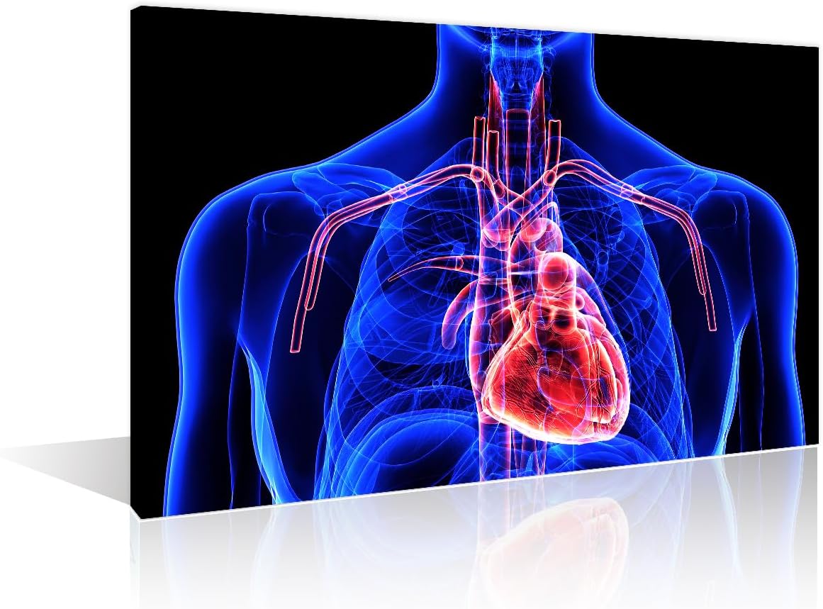 Amazon.com: Clinical Laboratory Human Body Organs (Heart) Wall Art for ...