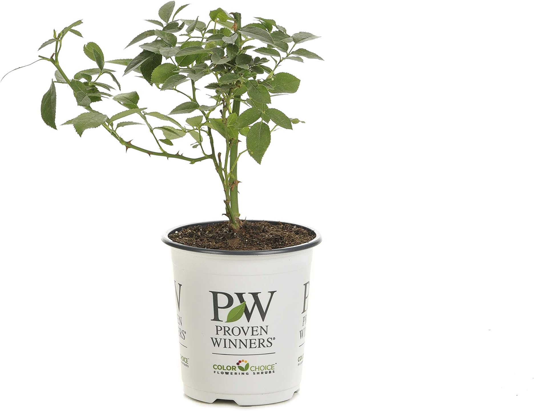 Amazon.com : Proven Winners OSO Easy Ice Bay Rose (Rosa) Live Shrub, 1 ...