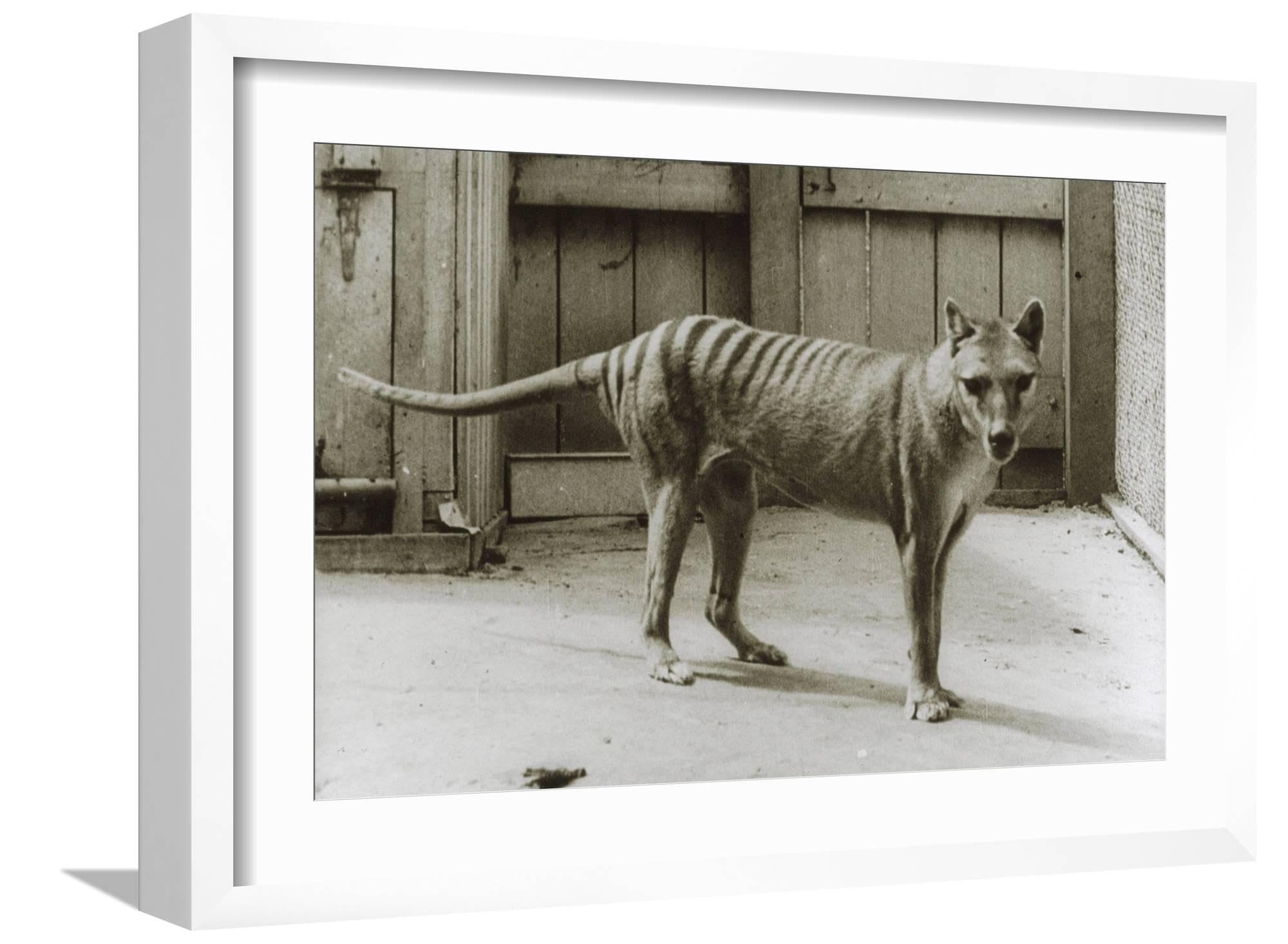 Thylacine Color