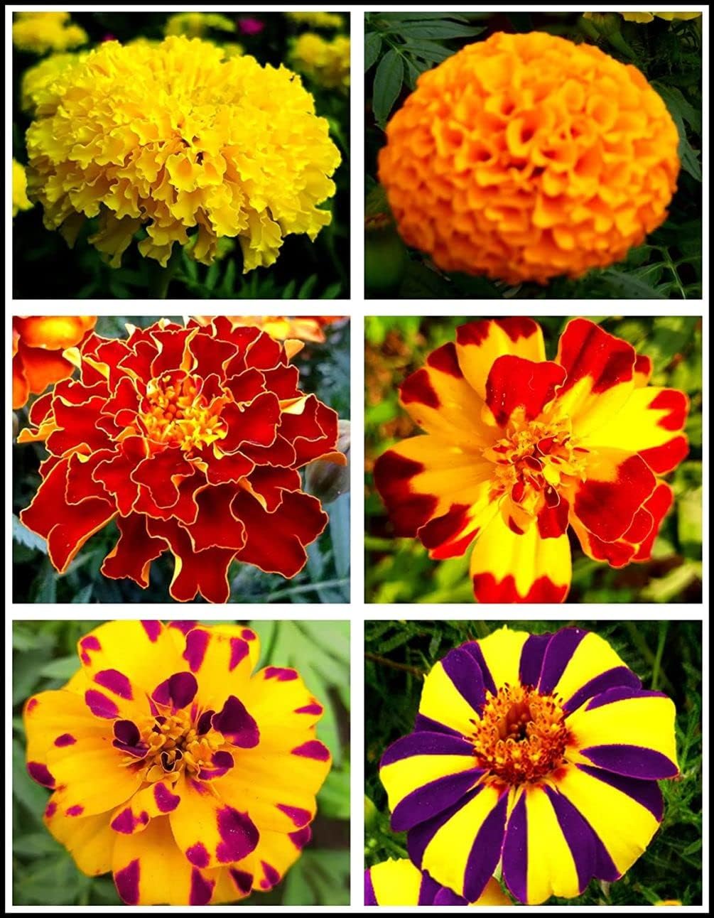 Amazon.com : 200 Pcs Mixed Marigold Seeds Flower Plant Bonsai Home ...