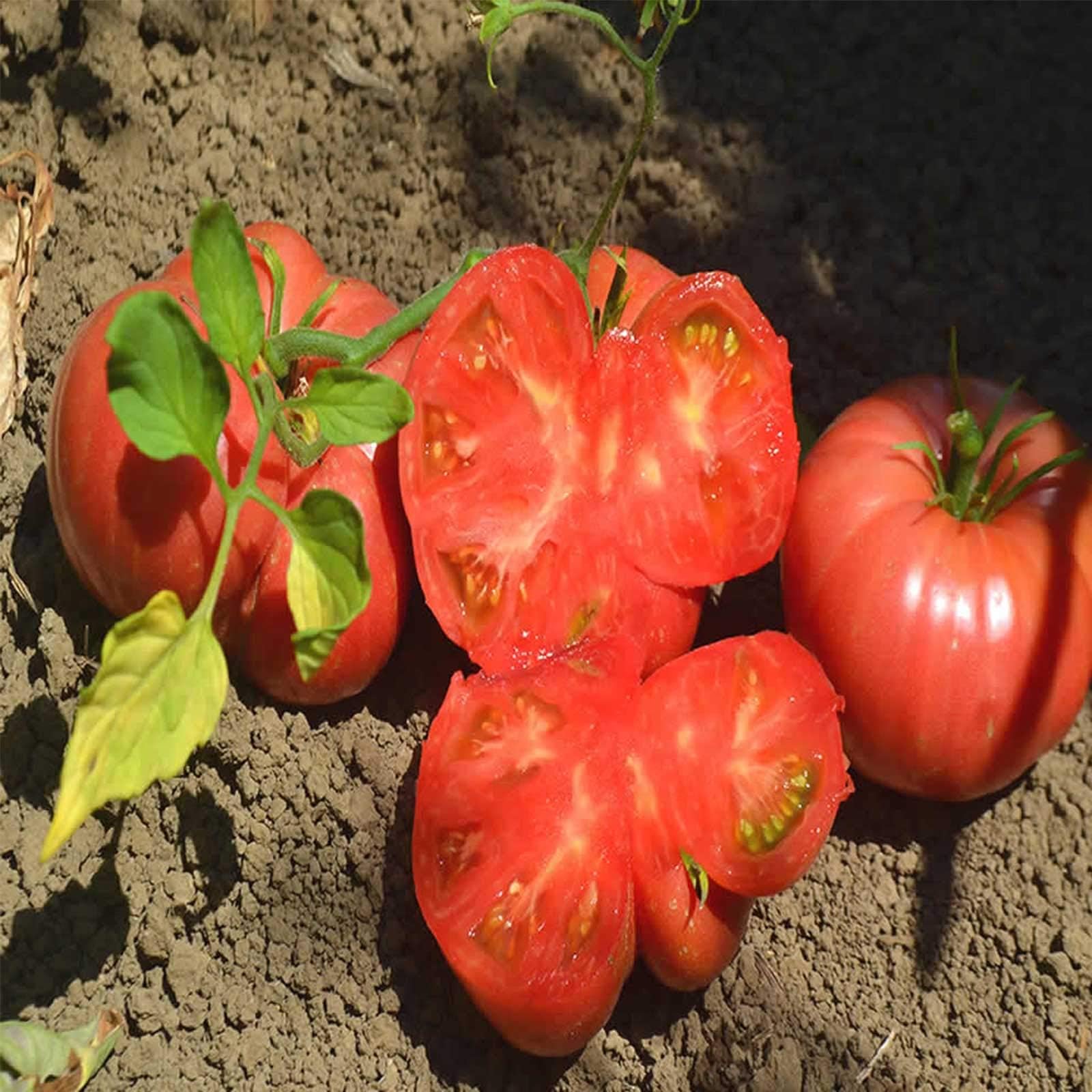 Amazon.com: Homestead Tomato Seeds ~25 Seeds - Heirloom, Open ...