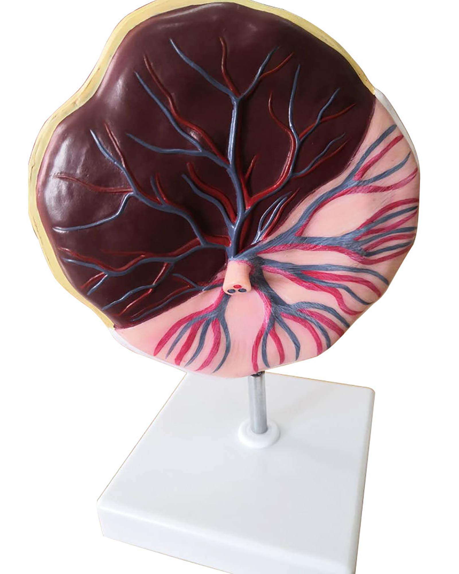 Buy Life Size Human Placenta Umbilical Cord Model PVC Childbirth Model ...