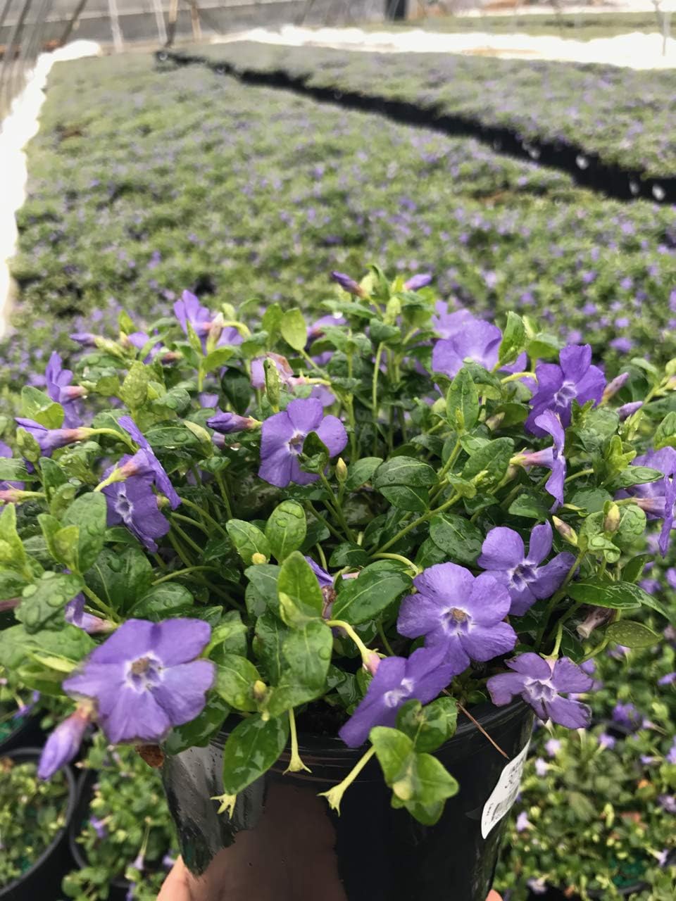 Amazon.com : 50 Plants Vinca Minor Ground Cover Plants Periwinkle/Vinca ...