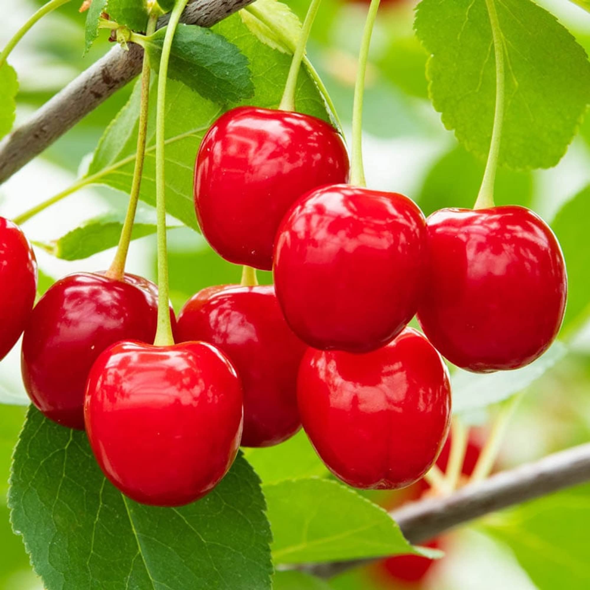 Amazon.com : CHUXAY GARDEN Dwarf Cherry Tree Seed 10 Seeds Sweet Edible ...