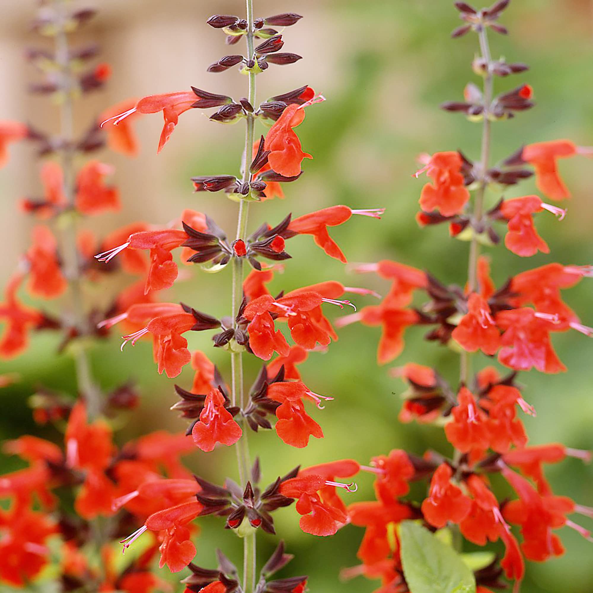 Amazon.com : Salvia Coccinea Seeds Scarlet Sage Lady in Red Perennial ...