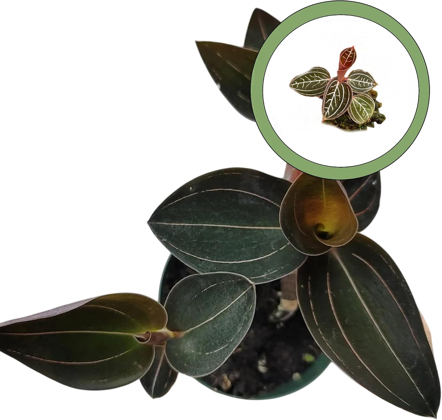 Amazon.com : Ludisia jewelyana Starter Plant : Patio, Lawn & Garden