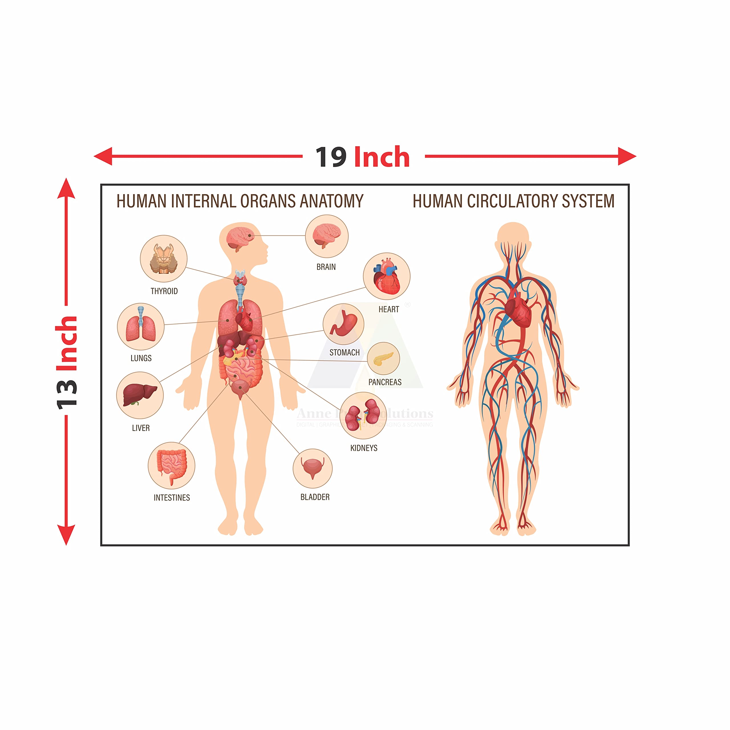 Internal Organs Anatomy Chart