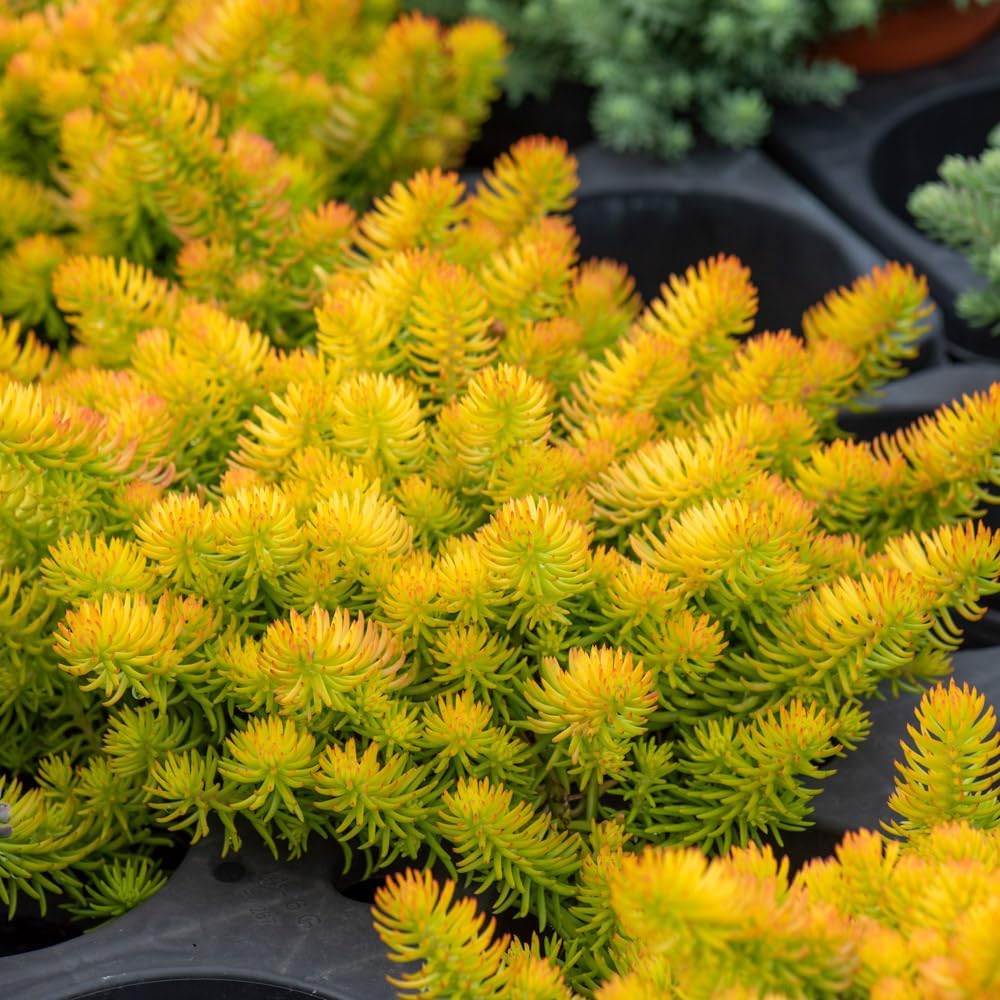 Sedum 'Angelina'. Plug Plant x 4. Evergreen, matforming Stonecrop ...