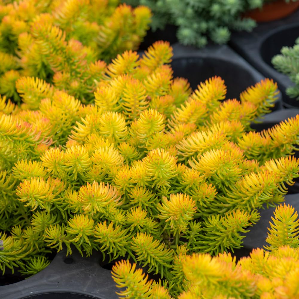 Yellow Trailing Sedums Trailing Sedums — Horticultural Landscaping