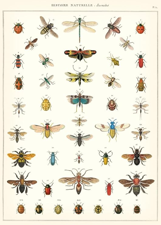 Amazon.com: Cavallini & Co. Natural History Insects Decorative ...