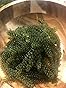 Amazon.com : Japanese Sea Grapes - The Original Umibudo Green Caviar ...