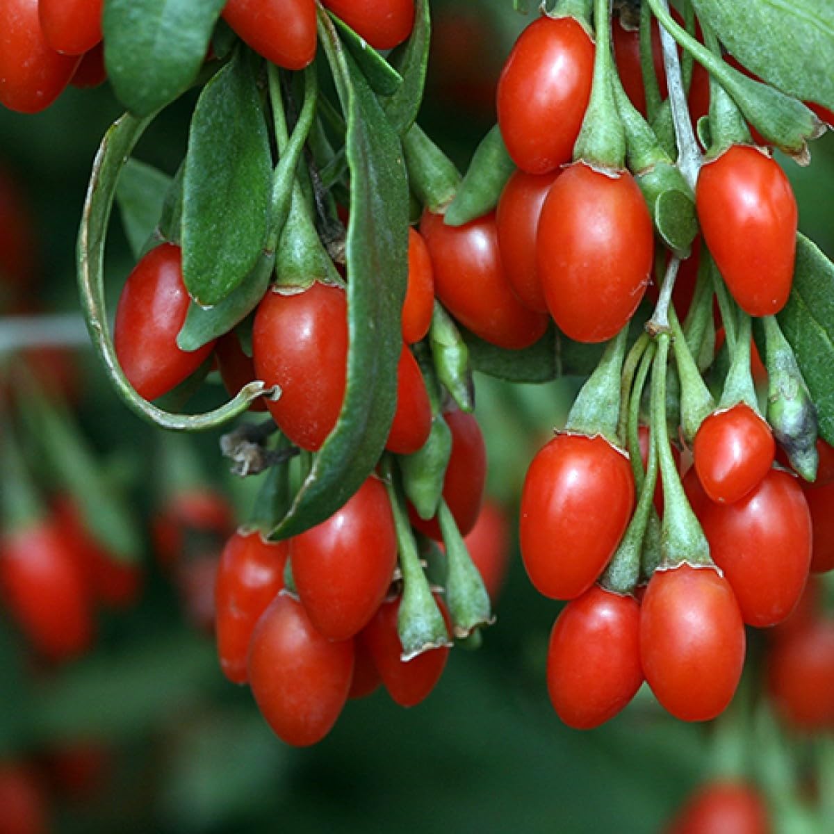 Amazon.com : Big Red Goji Berry Seeds - Lycium Barbarum - Fructus Lycii ...